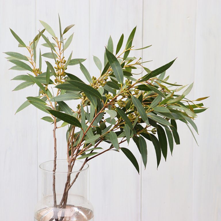 ユーカリ アンバーナッツ - 世界の花屋 フラワーギフト おしゃれな花の通販サイト